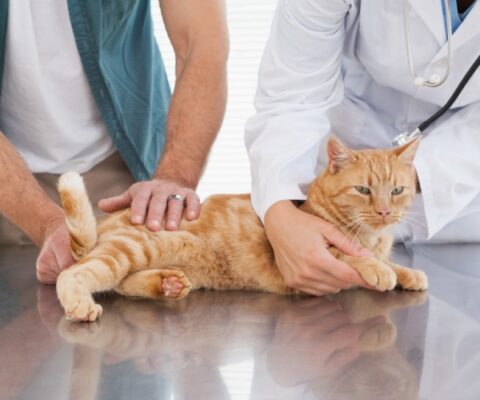 Pet Sick Visits In West Springfield, MA 01089 | West Springfield ...