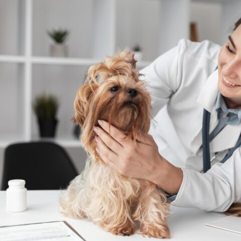 Pet Wellness In West Springfield, MA 01089 | West Springfield ...